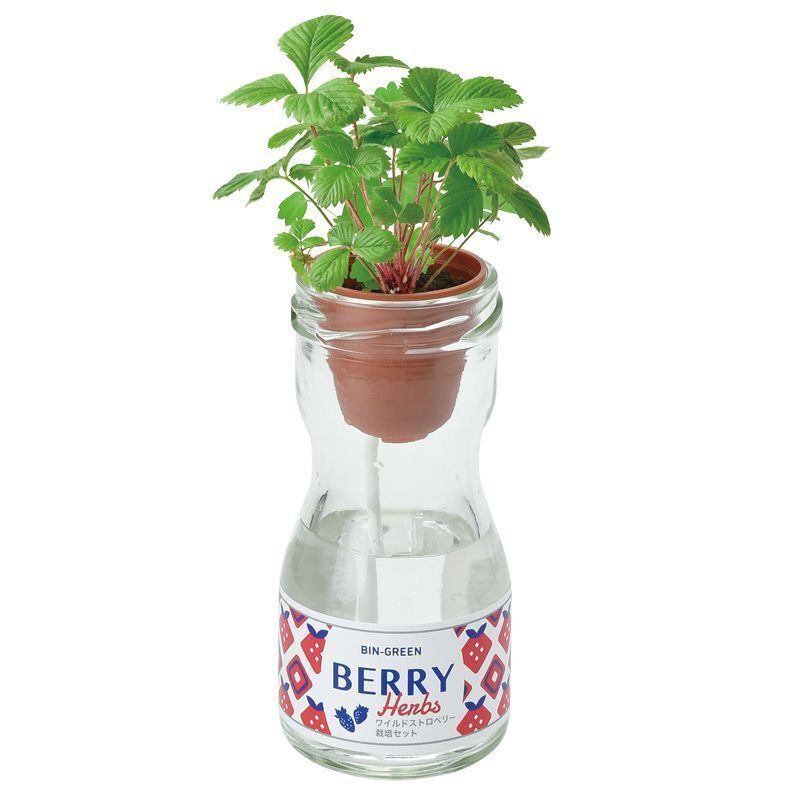 SEISHIN | 玻璃瓶子吸水種植系列 - 莓果 | HKTVmall 香港最大網購平台