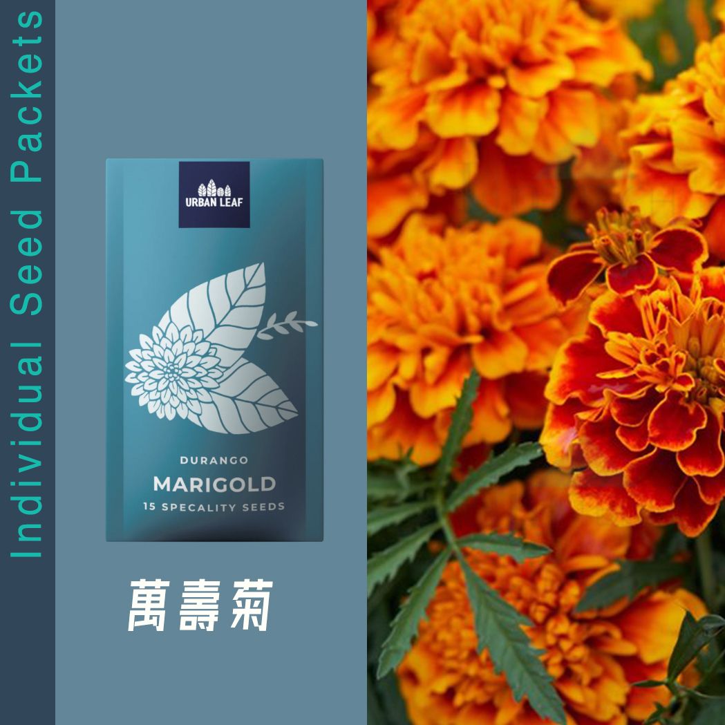 URBAN LEAF | Individual Marigold's Seed Packets [Parallel Import ...